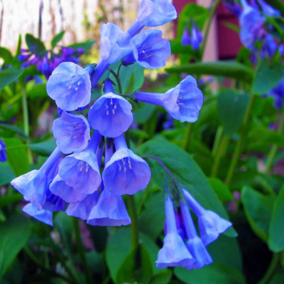 12 Virginia Blue Bell Bulbs - Etsy