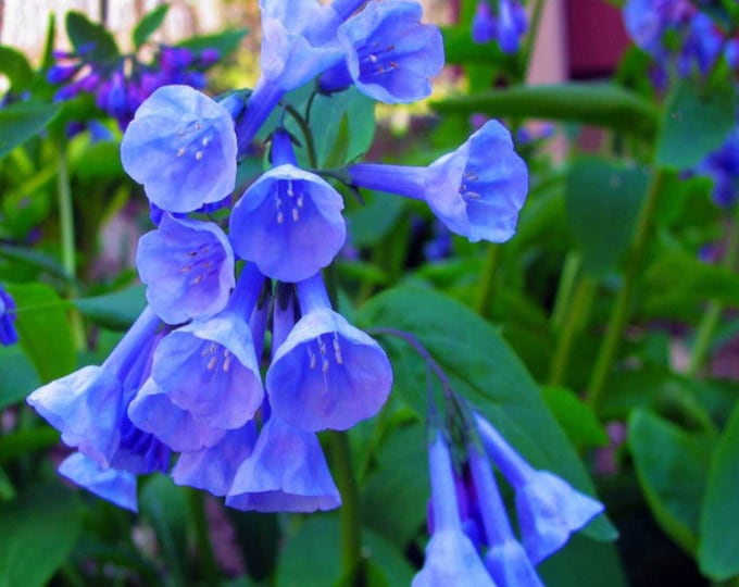 Virginia Bluebell Rhizomes - Etsy