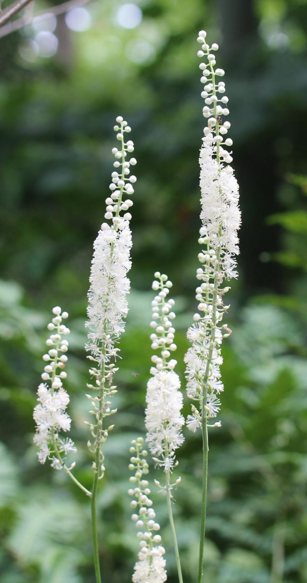 Ten Black Cohosh Root Live Bare Root Systems - Etsy