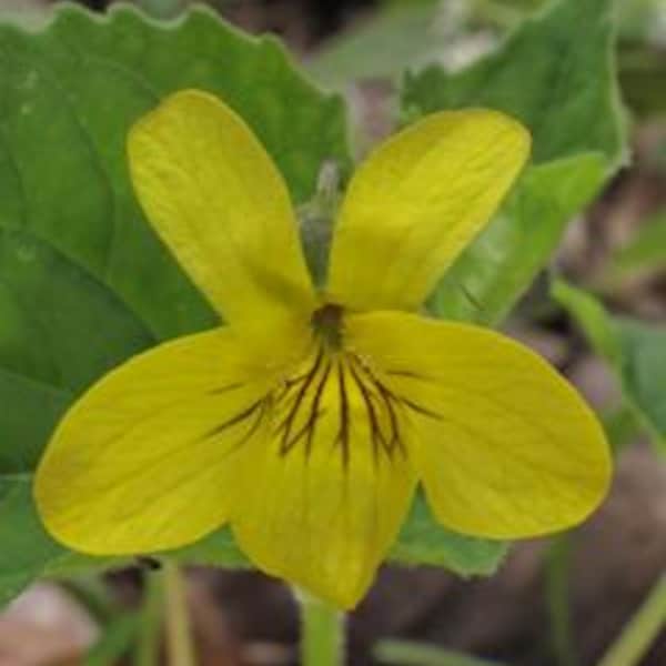Wild Violet Seeds - Etsy