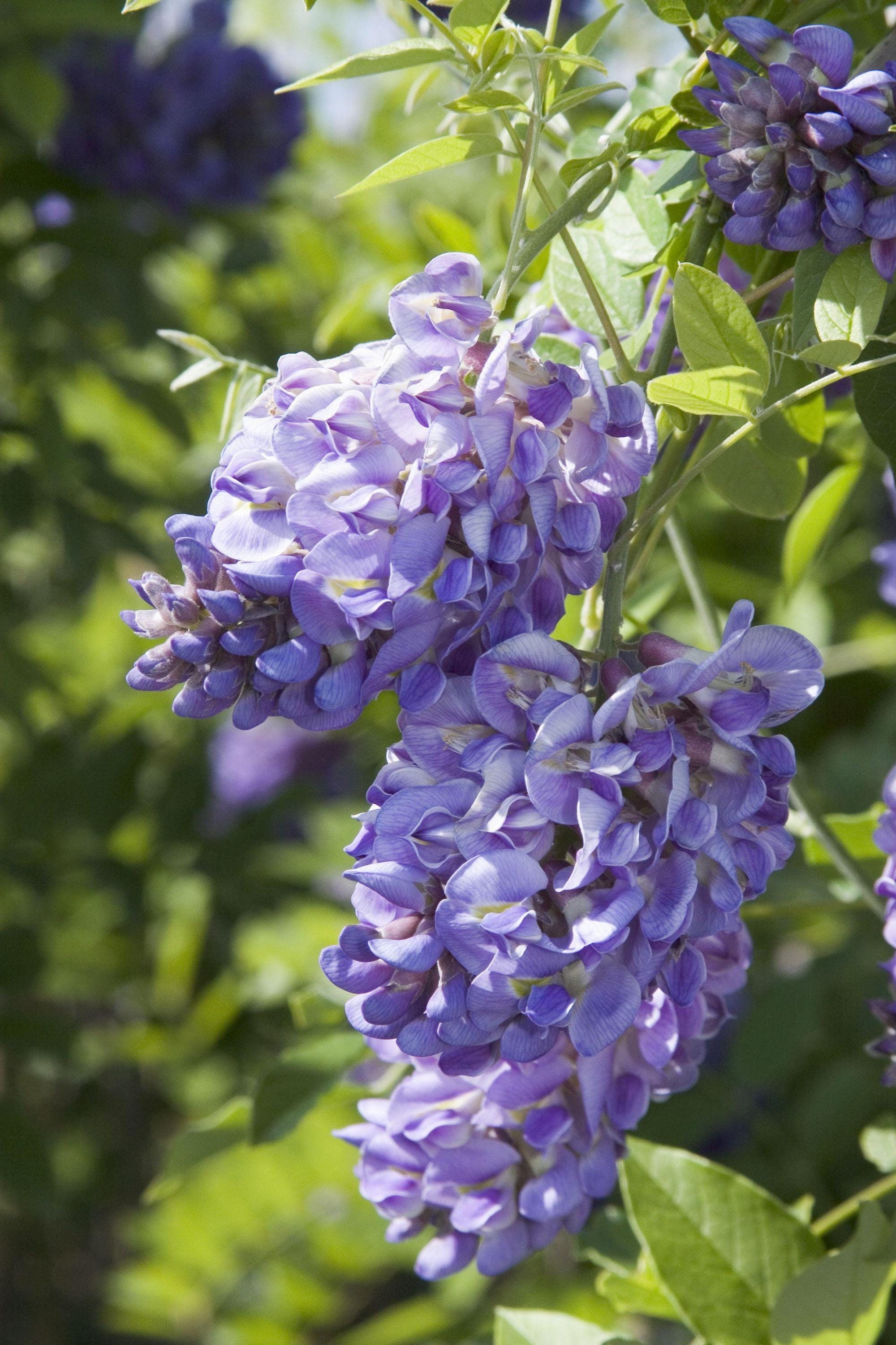 Amethyst Falls Wisteria Live Tree 12-18" in Height in a #3 Container - Etsy