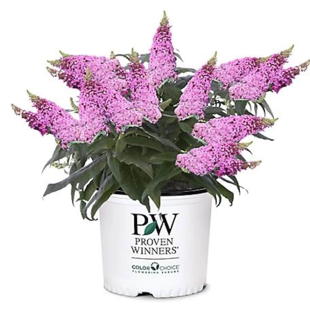 Pugster Pink Butterfly Bush Proven Winner Live Plant 12-18" in Height ...