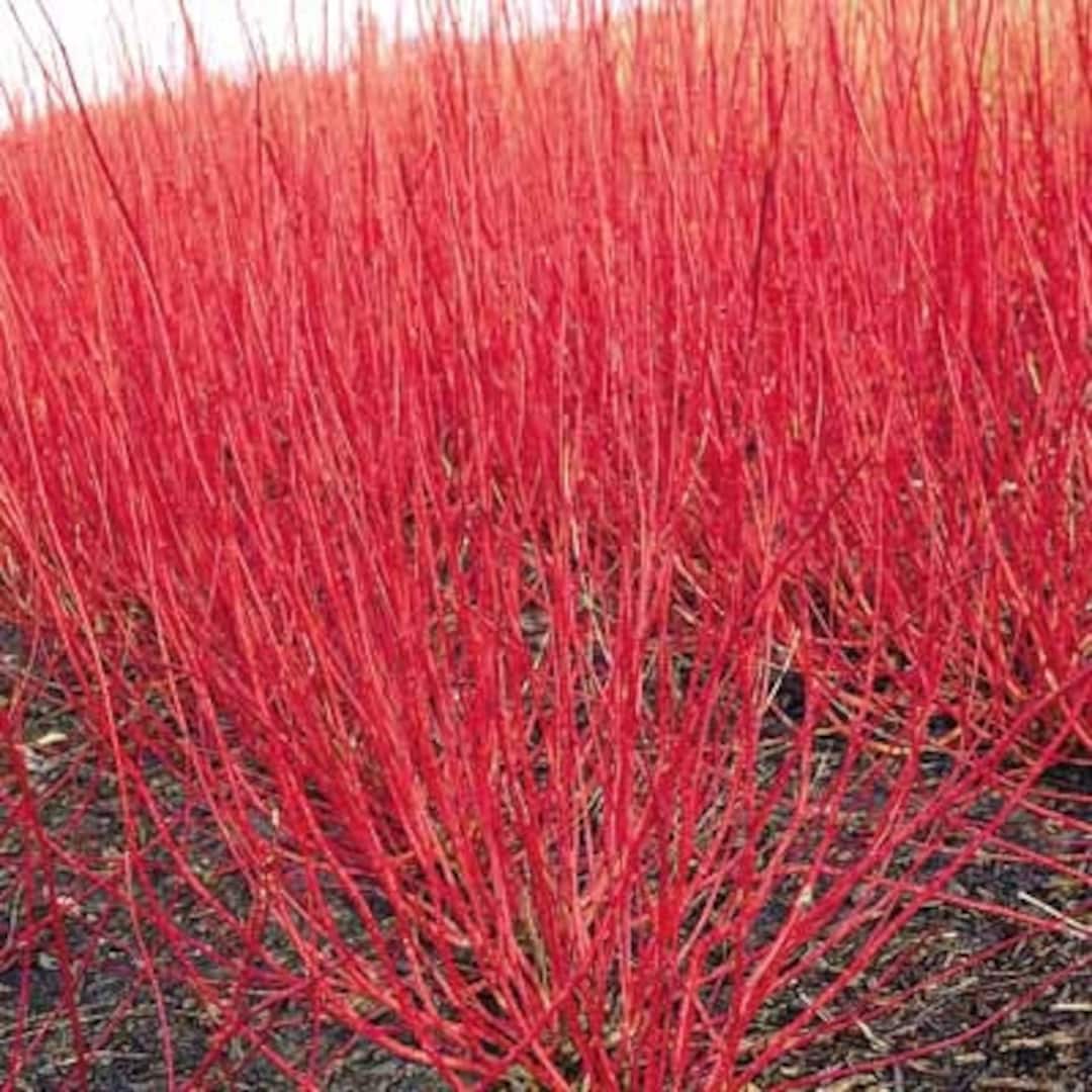 Red Twig Dogwood Live Plant 12-18