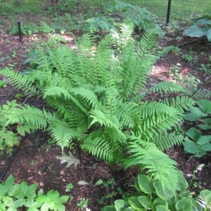 6 Tennessee Ostrich Glade Fern Bare Root/rhizomes - Etsy
