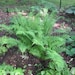 6 Tennessee Ostrich Glade Fern Bare Root/rhizomes - Etsy