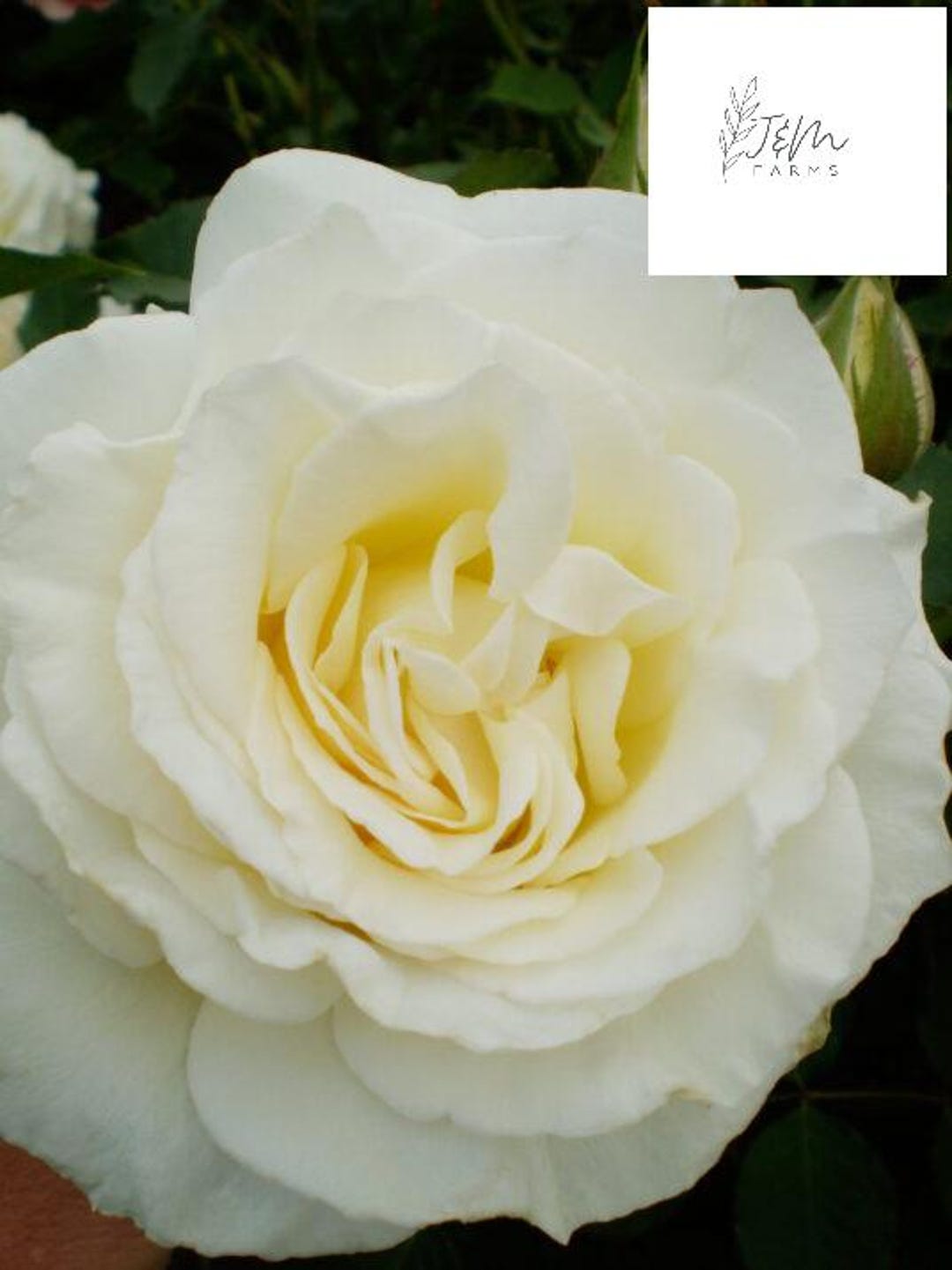 The Finest White Easy Elegance Rose® Live Plant 12-18" in Height in a ...