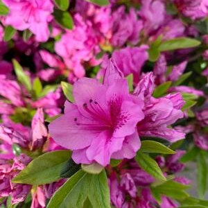 Herbert Azalea Live Plant 12-18" in Height in a #3 Container - Etsy