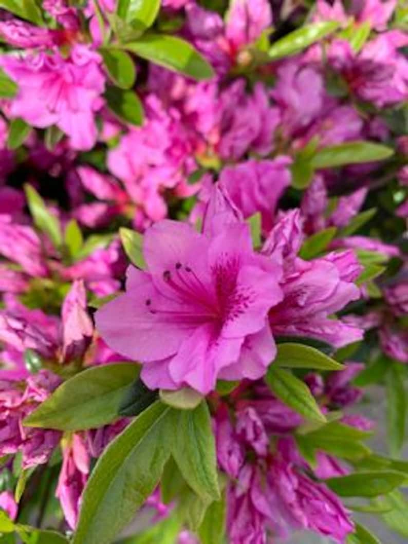 Herbert Azalea Live Plant 12-18" in Height in a #3 Container - Etsy