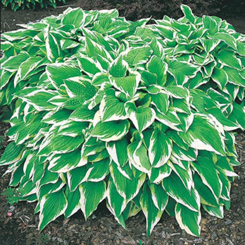 Butterfly Hosta - Etsy