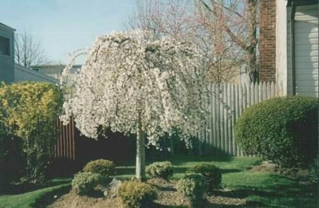 Dwarf Weeping Cherry Tree