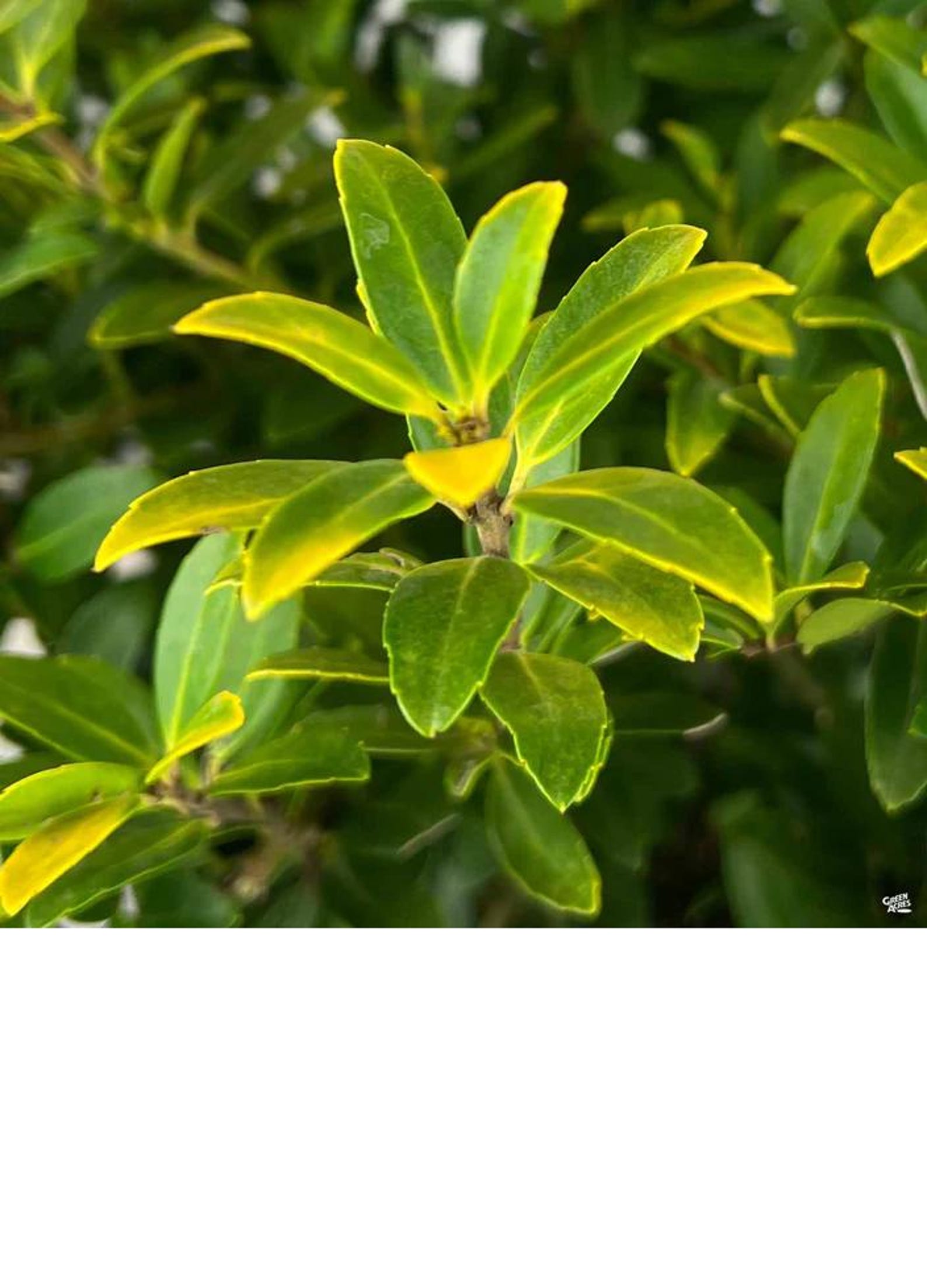 Golden Hoogendorn Holly Live Plant in a #3 Container - Etsy