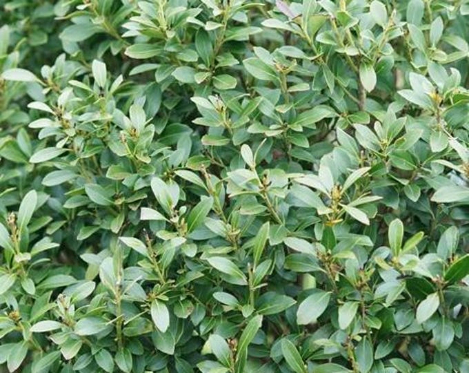 SQUEEZEBOX Holly - Inkberry, UPRIGHT HABIT, Proven Winners, - Etsy