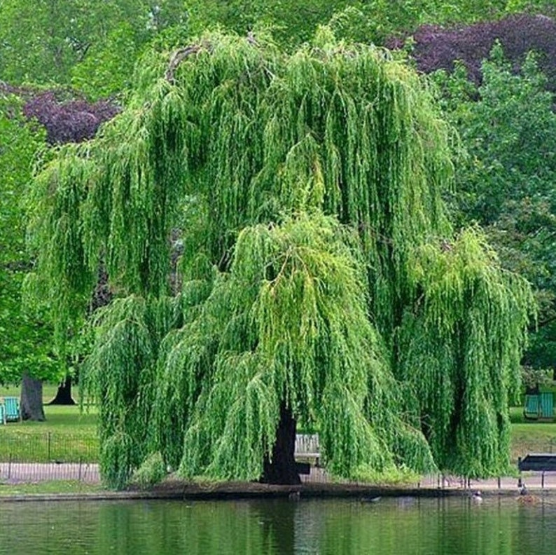 Green Weeping Willow 3-4' Live Plant - Etsy
