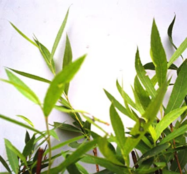 Green Weeping Willow 3-4' Live Plant - Etsy
