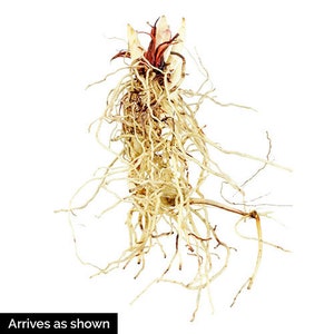 12 Lily of the Valley Root Systems, Fragrant Bell Shaped Flowers - Etsy