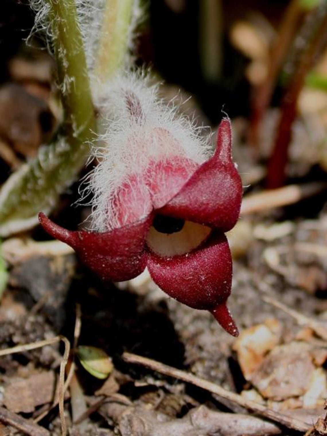 Ten Wild Ginger Live Bare Root Systems - Etsy