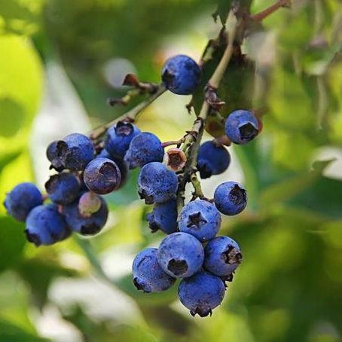 Brightwell Rabbiteye Blueberry Bush Live Plant 6-12” in Height in a 4 ...