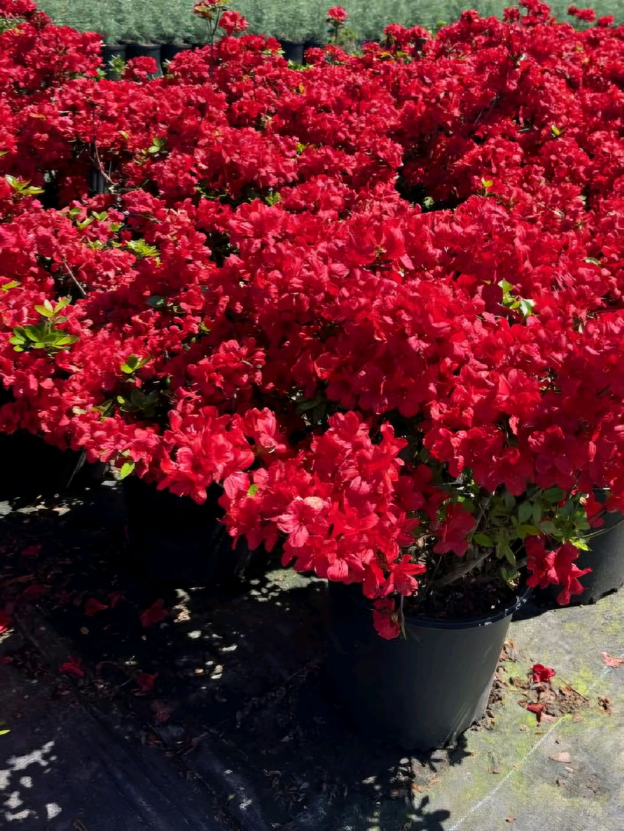 Midnight Flare Azalea Live Plant 6-12" in Height in a #1 Container - Etsy