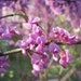 Eastern Redbud 1-2' in Height in ABP Container - Etsy