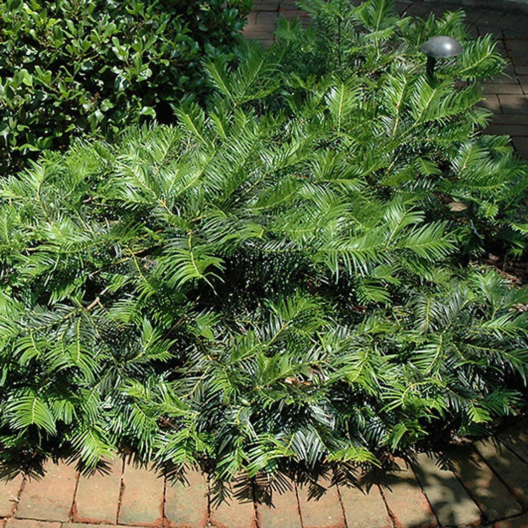 Prostrate Japanese Plum Yew Live Plant in a #3 Container - Etsy