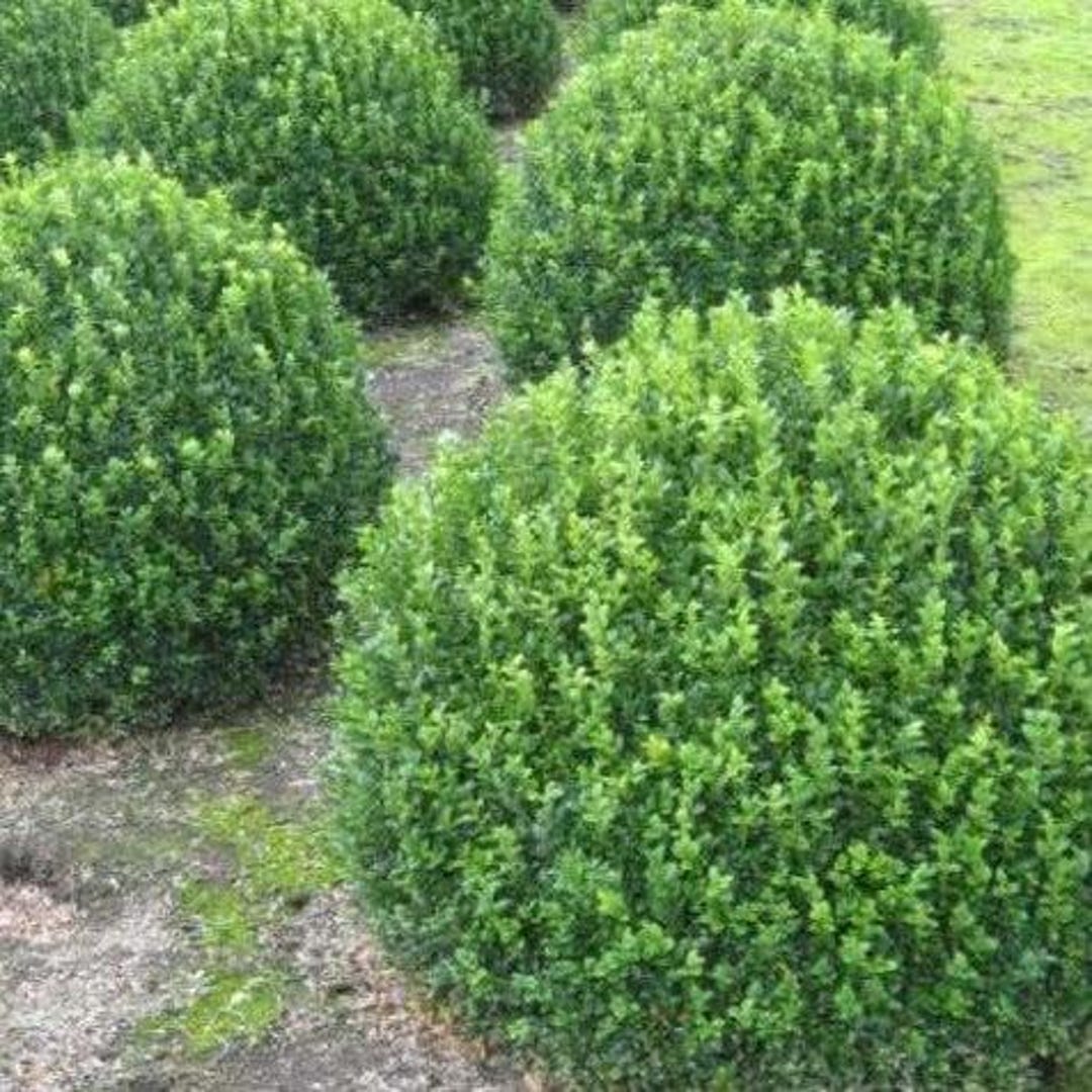 Compacta Holly Live Plant in a #3 Container - Etsy