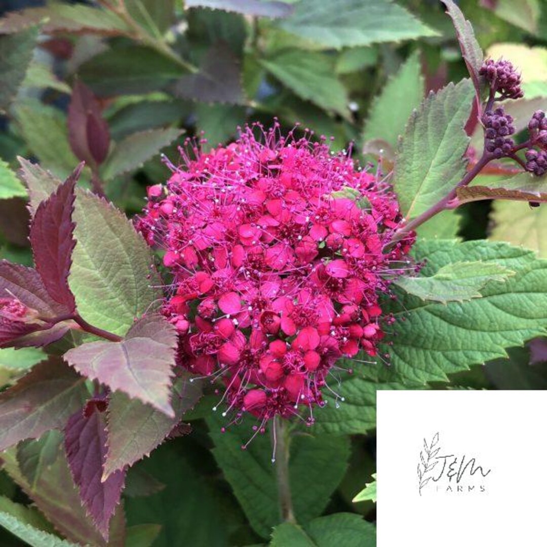 Double Play Doozie Spirea Live Plant 12-18" in Height in a #3 Container ...