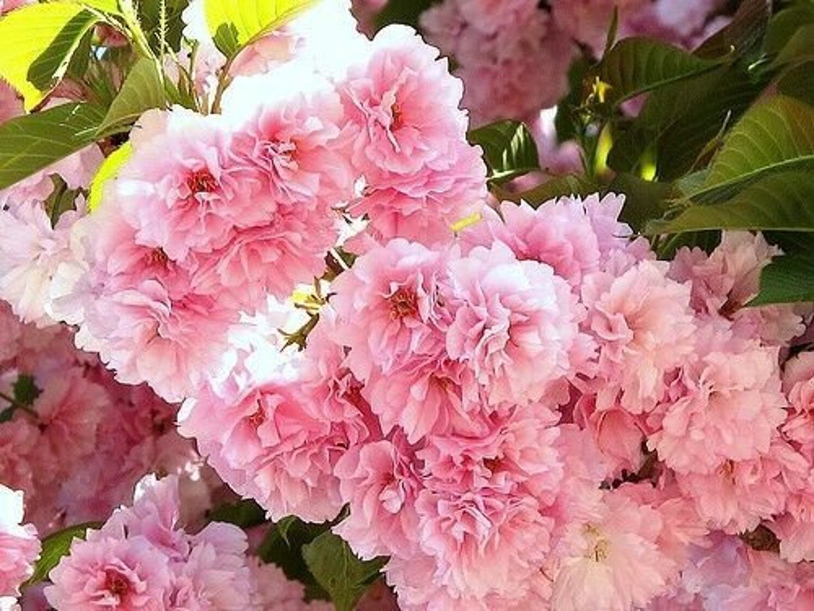 Kwanzan Flowering Cherry Tree 6-12 in Height and in a - Etsy