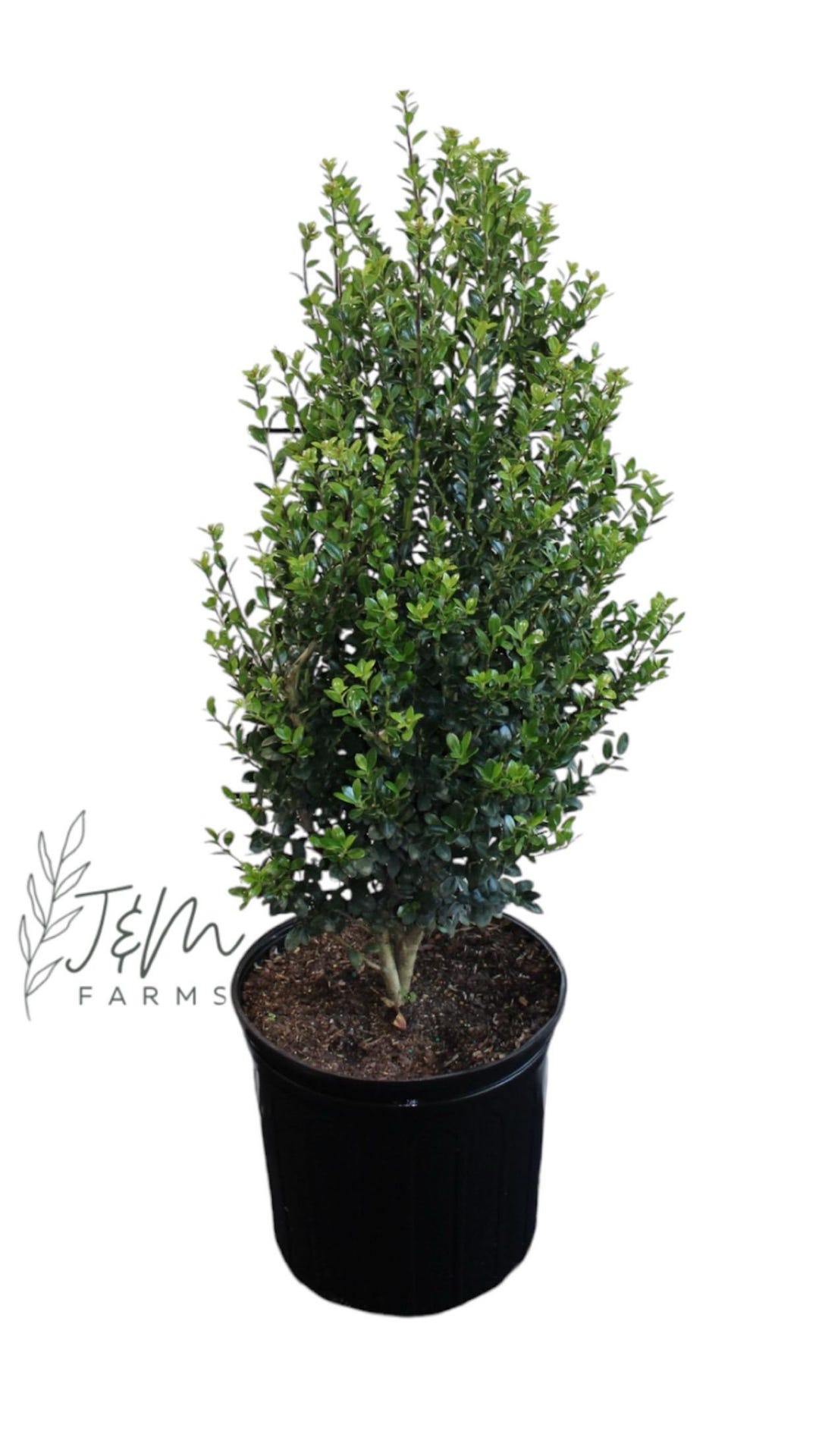 Steeds Holly Live Tree in a #3 Container - Etsy