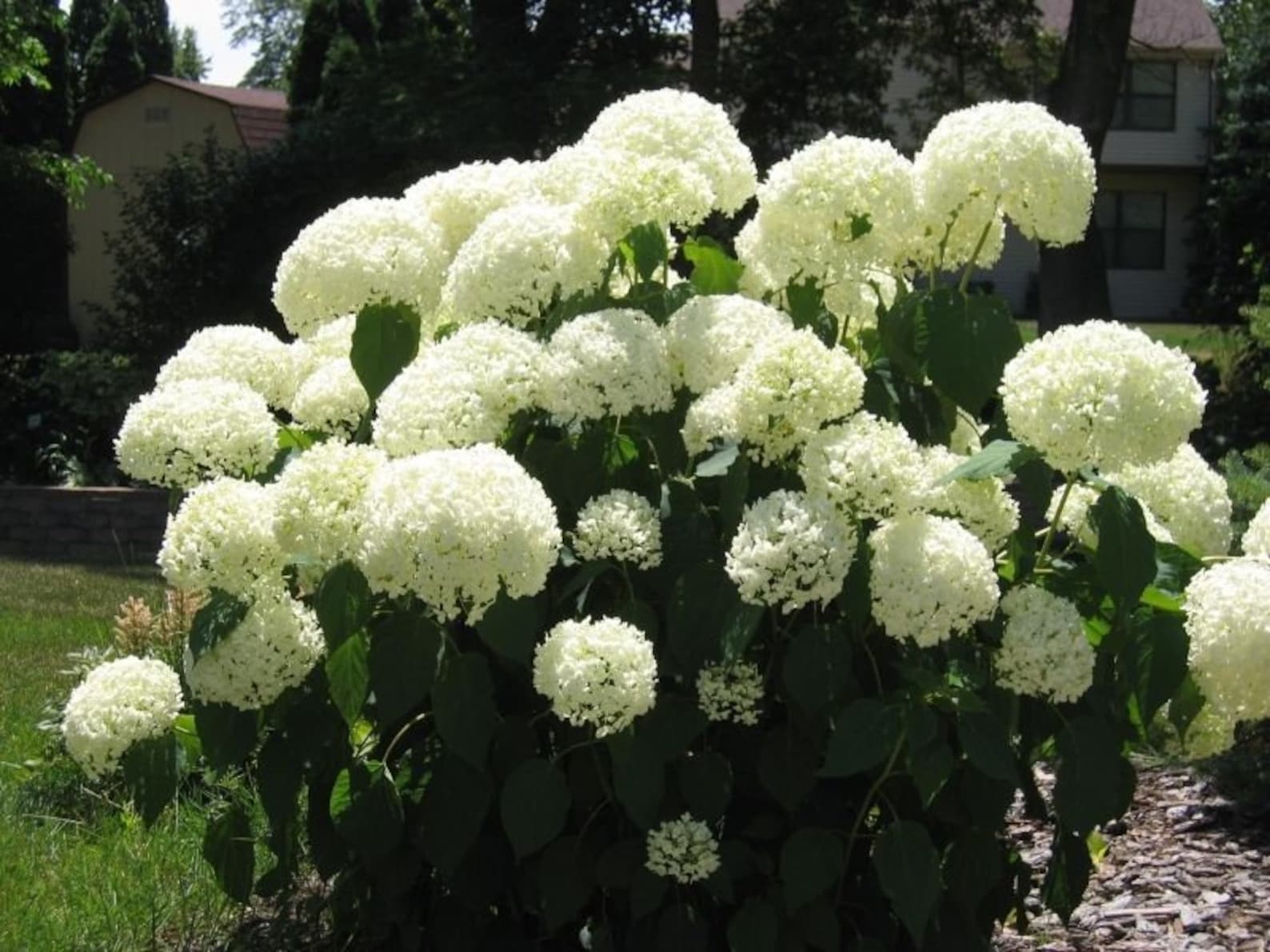 Old Fashion Snowball Viburnum Live Plant in a #3 Container - Etsy