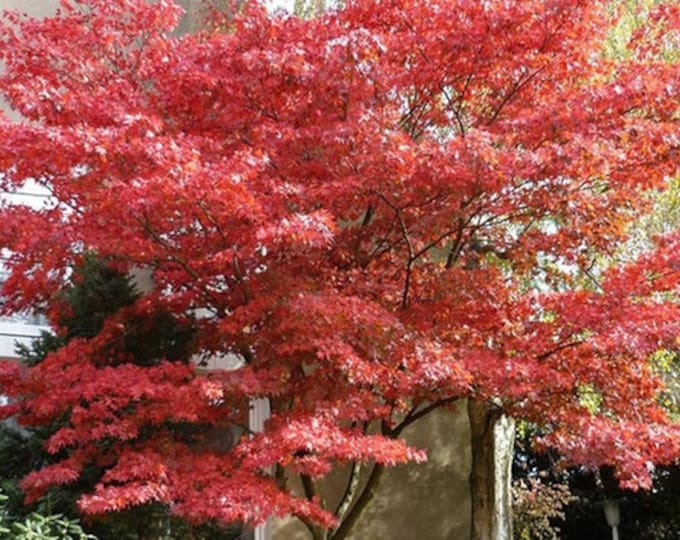Red Leaf Japanese Maple, Acer Palmatum Var. Atropurpureum, Small Tree ...