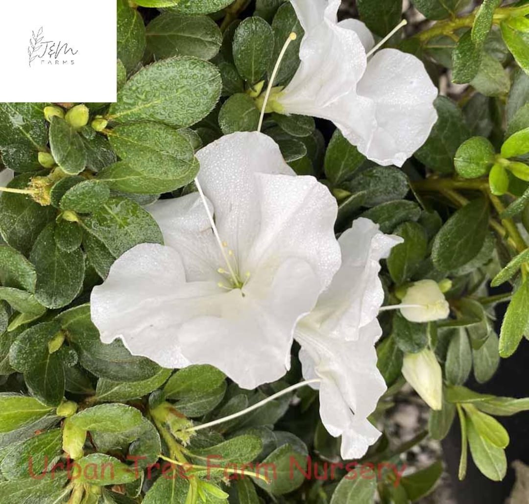 Autumn Dove Encore Azalea Live Plant 12-18" in Height in a #3 Container ...