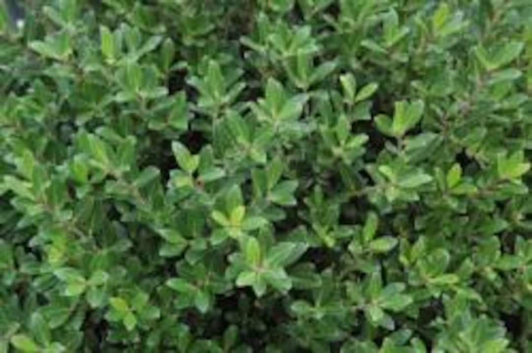 Hoogendorn Holly Live Plant in a #3 Container - Etsy