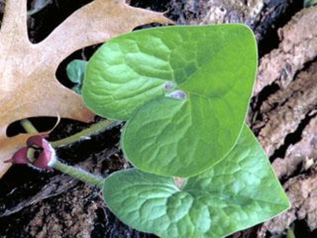 Ten Wild Ginger Live Bare Root Systems - Etsy
