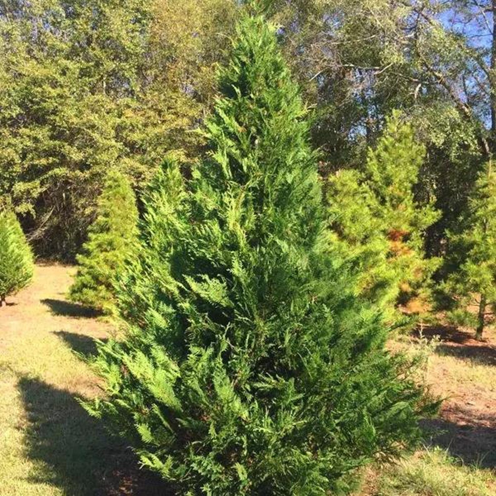 Murray Cypress Live Plant in a #3 Container - Etsy