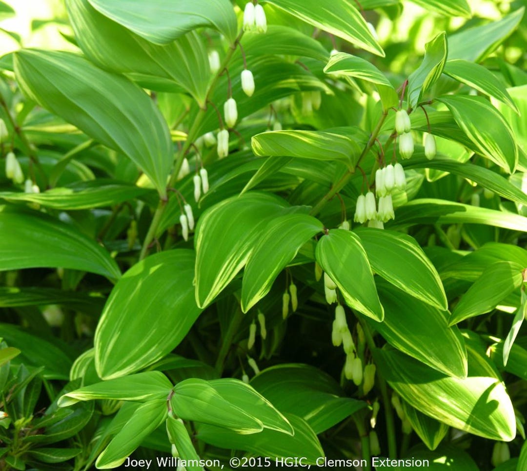 Ten True Solomon Seals Live Bare Root Systems - Etsy