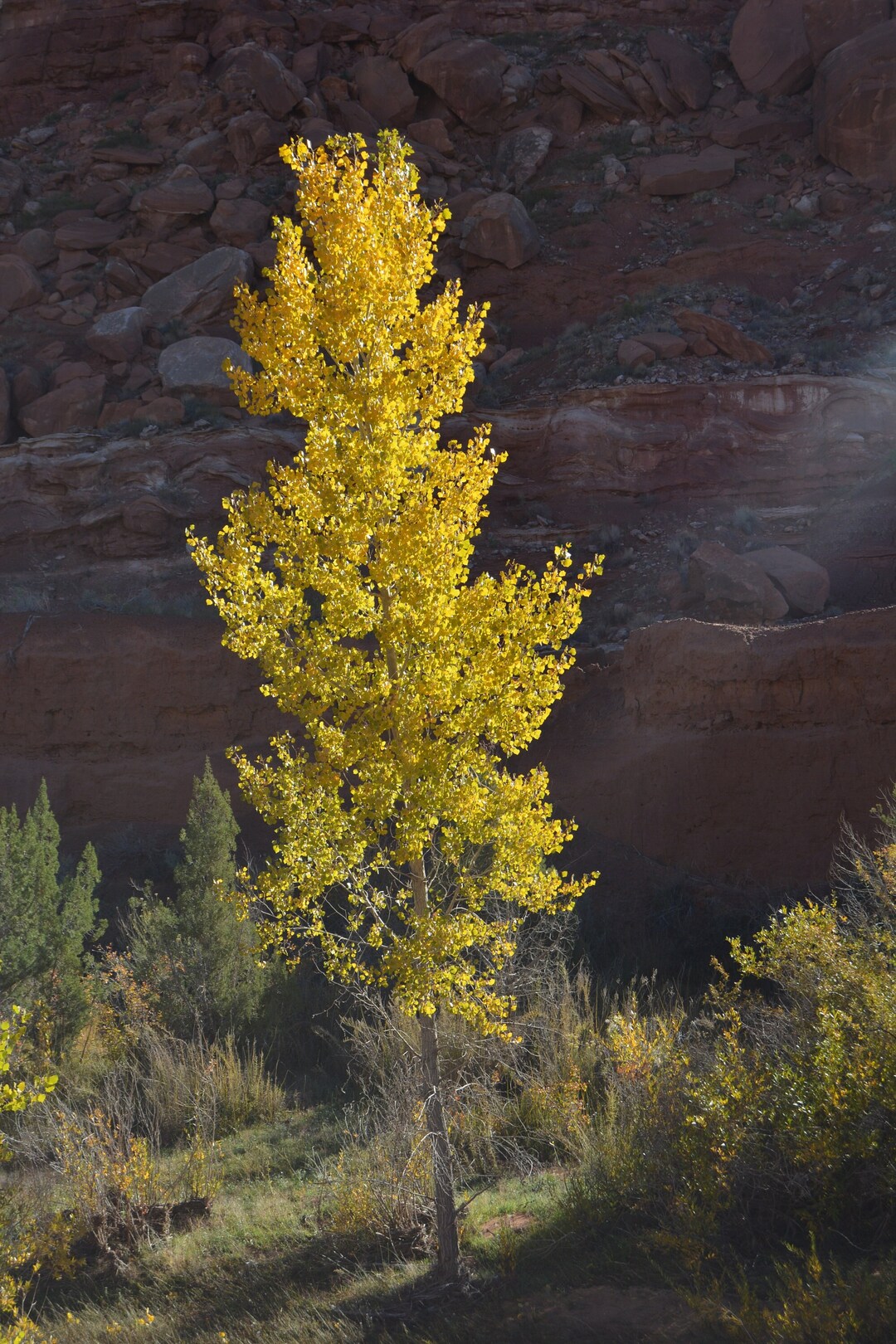 Golden Tree Digital Download - Etsy