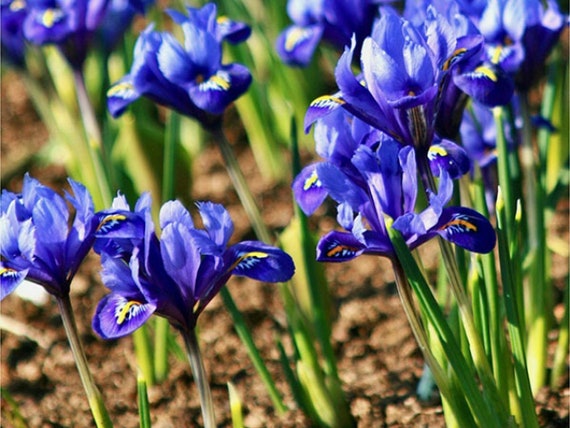50 Dwarf Iris Reticulata Bulbs - Etsy UK