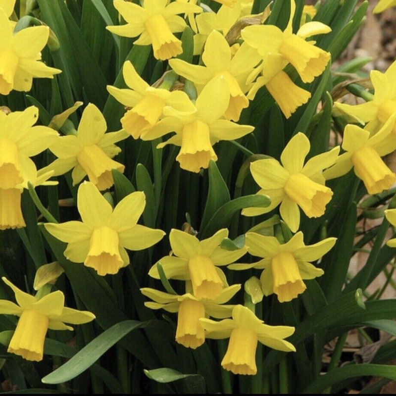 Bulbes Daffodils - Etsy UK
