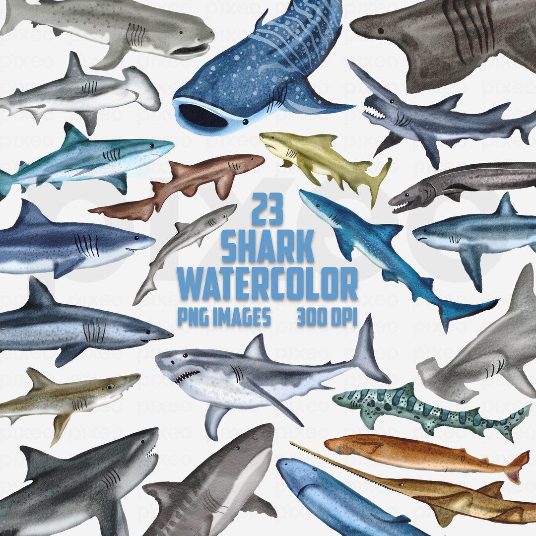Watercolor Shark Clipart: 23 Sea Animal PNG Images (digital Download ...