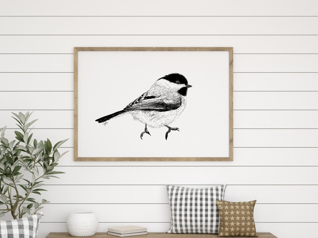 Chickadee Illustration | Chickadee Scientific Illustration Bird Drawing ...
