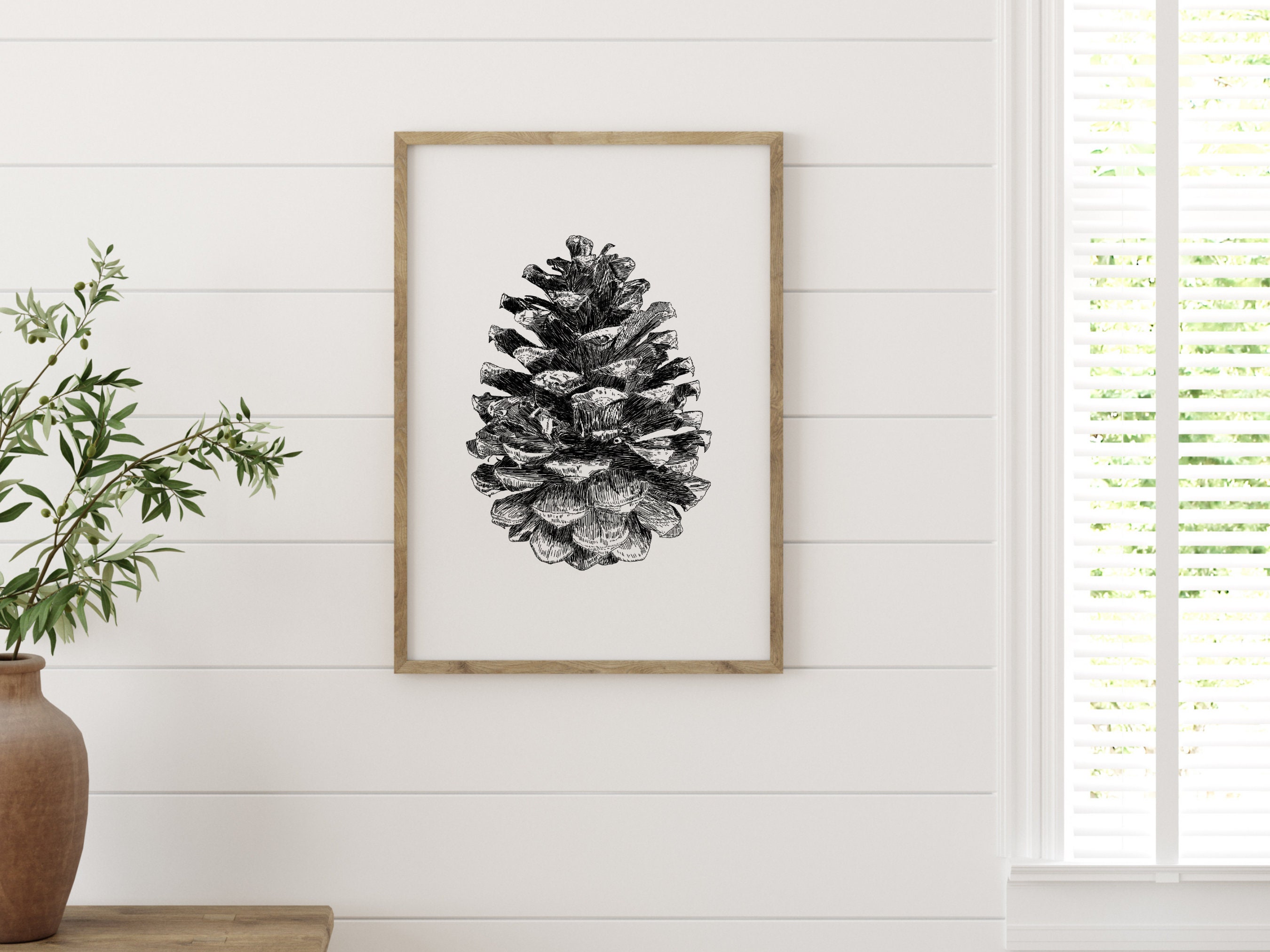 Pine Cone Scientific Illustration