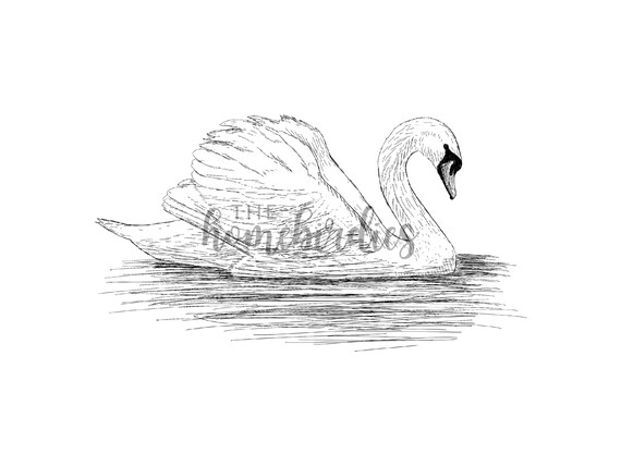 Trumpeter Swan Drawing