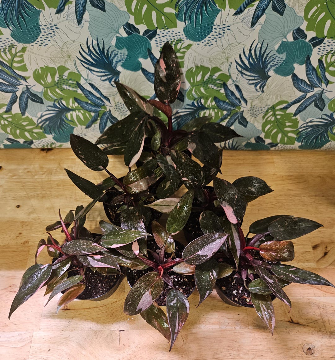 4inch Philodendron Pink Princess Marble - Etsy