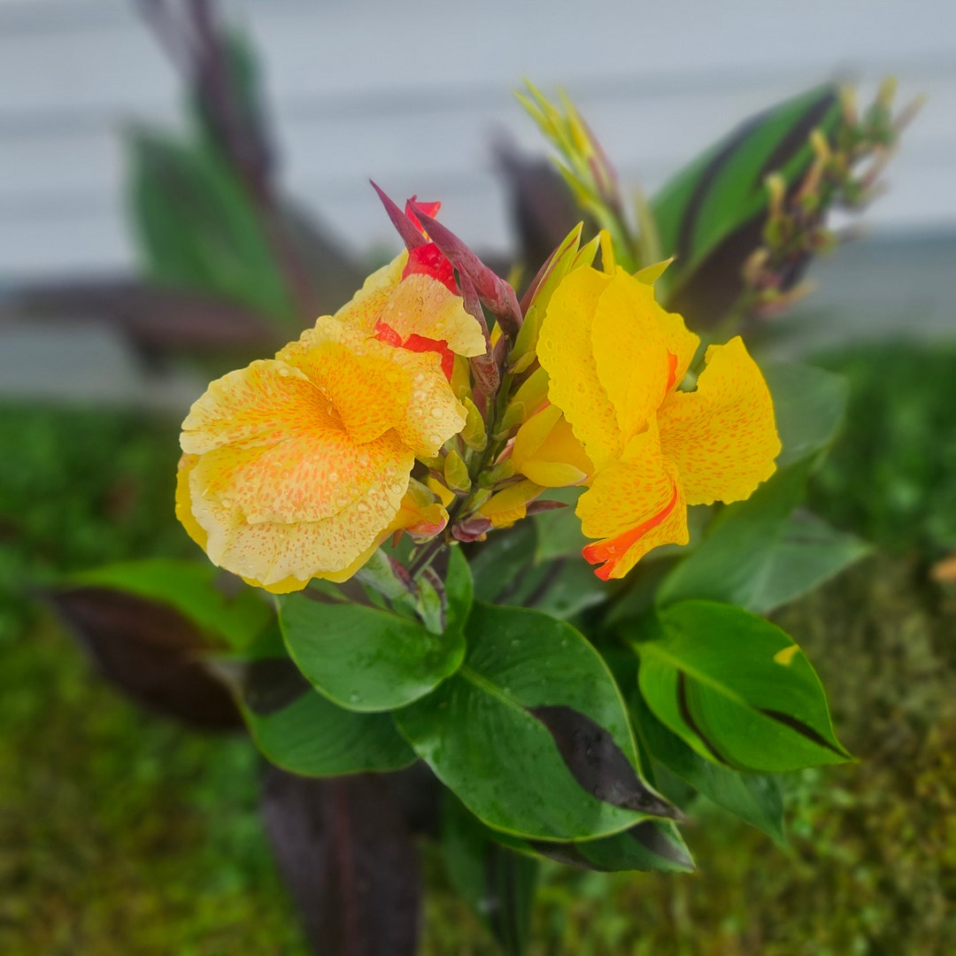 Canna - Cleopatra Red & Yellow Flowering With Green and Burgundy ...