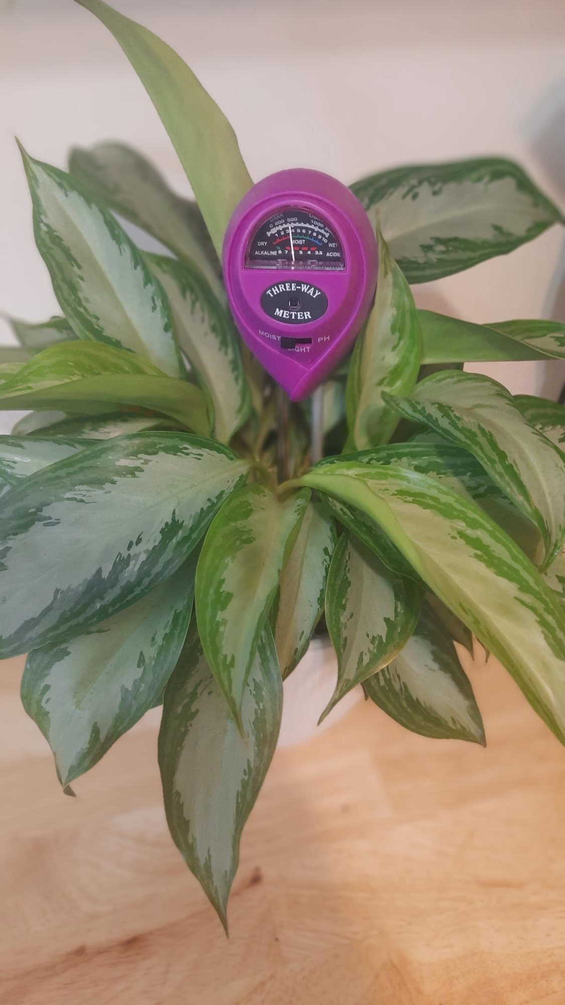 Purple Moisture, Light and Ph Meter 3-in-1 - Etsy