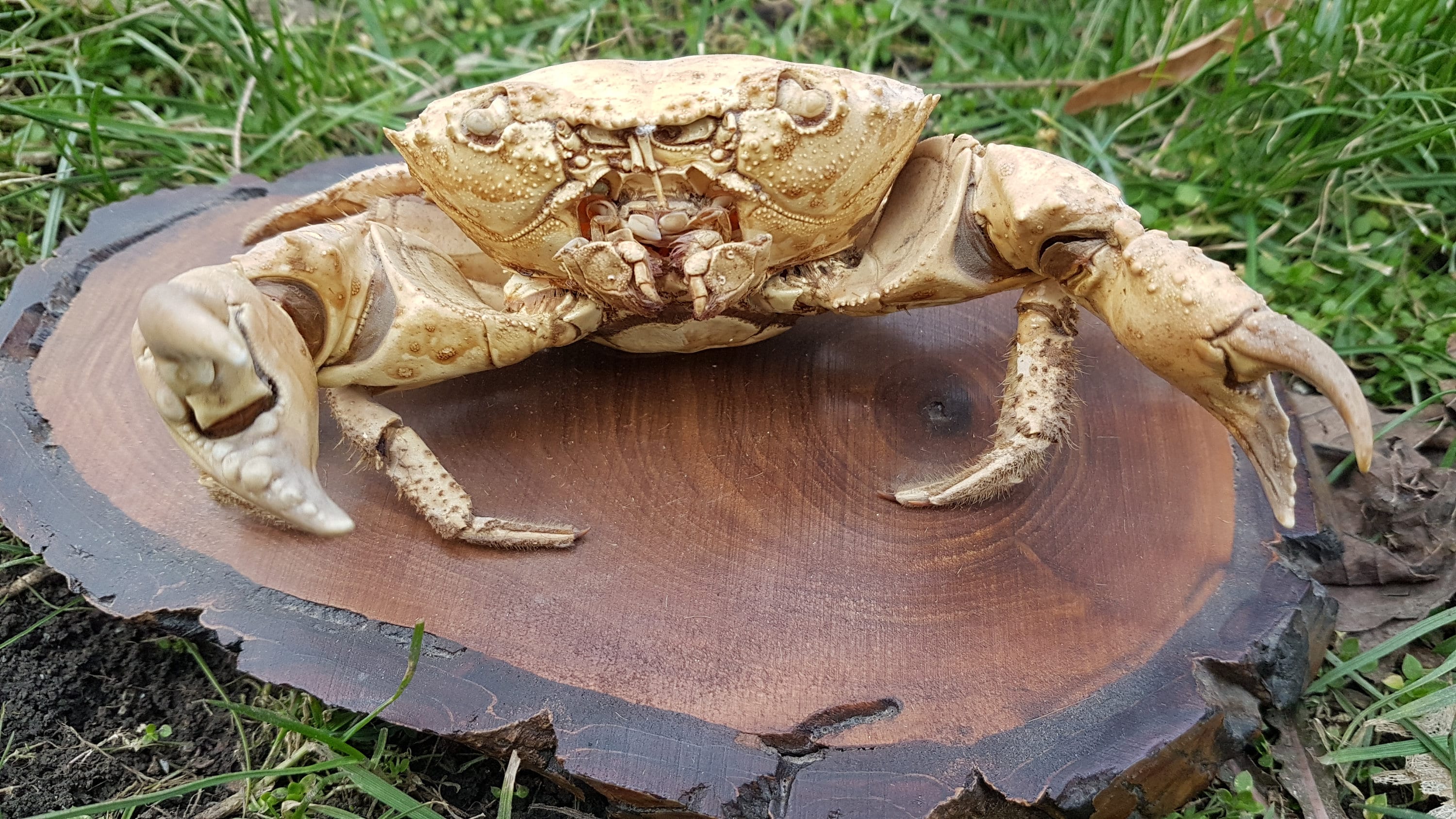 Real Taxidermy Crab (large) Sea Crab - Etsy