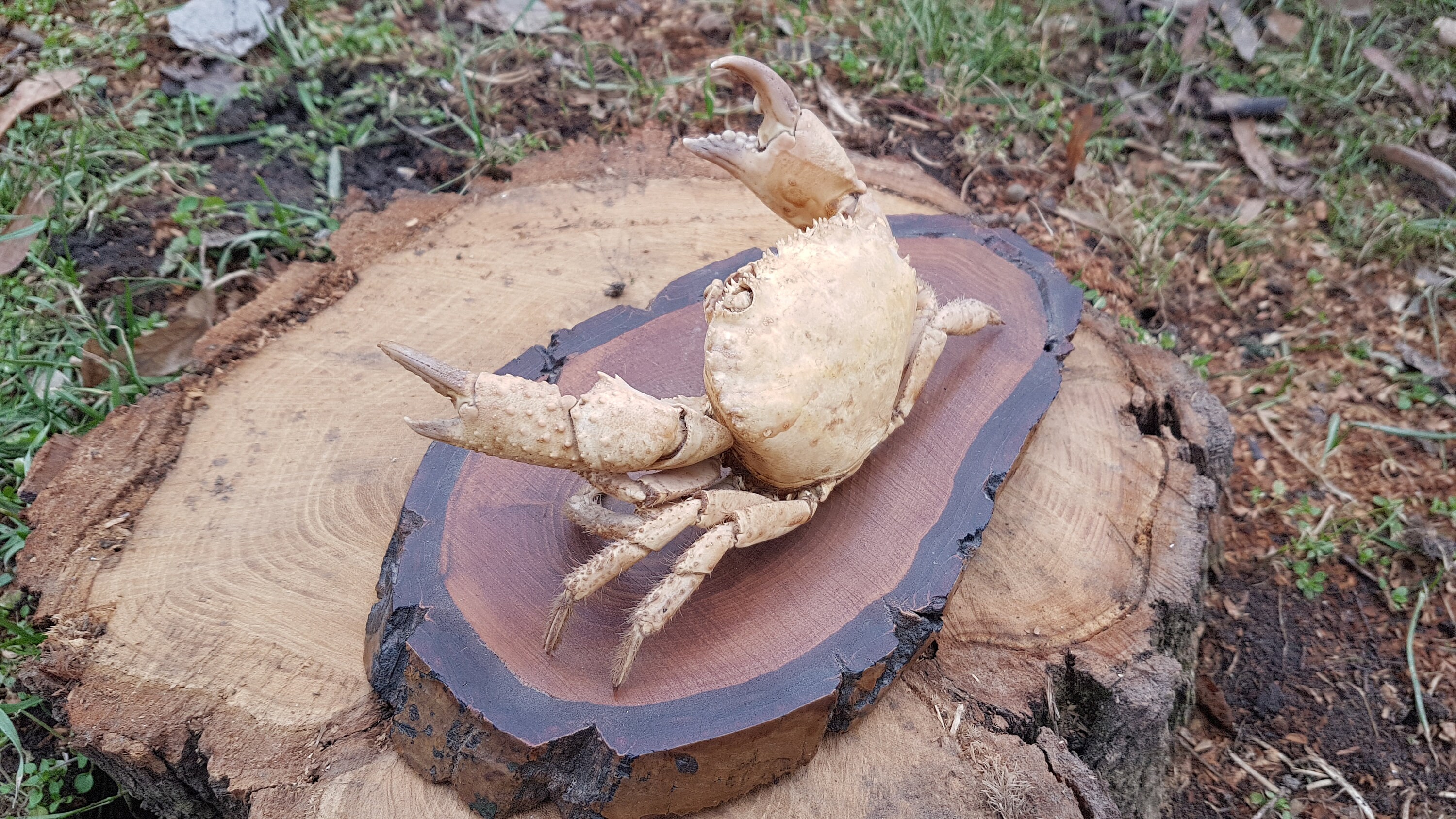 Real Taxidermy Crab (large) Sea Crab - Etsy