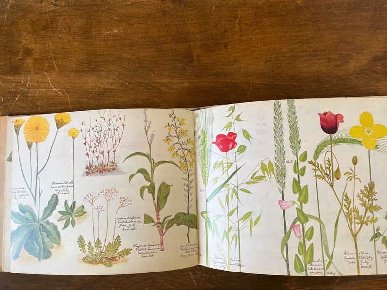 Victorian Flower Album by Henry Terry FIRST EDITION Book Published in ...