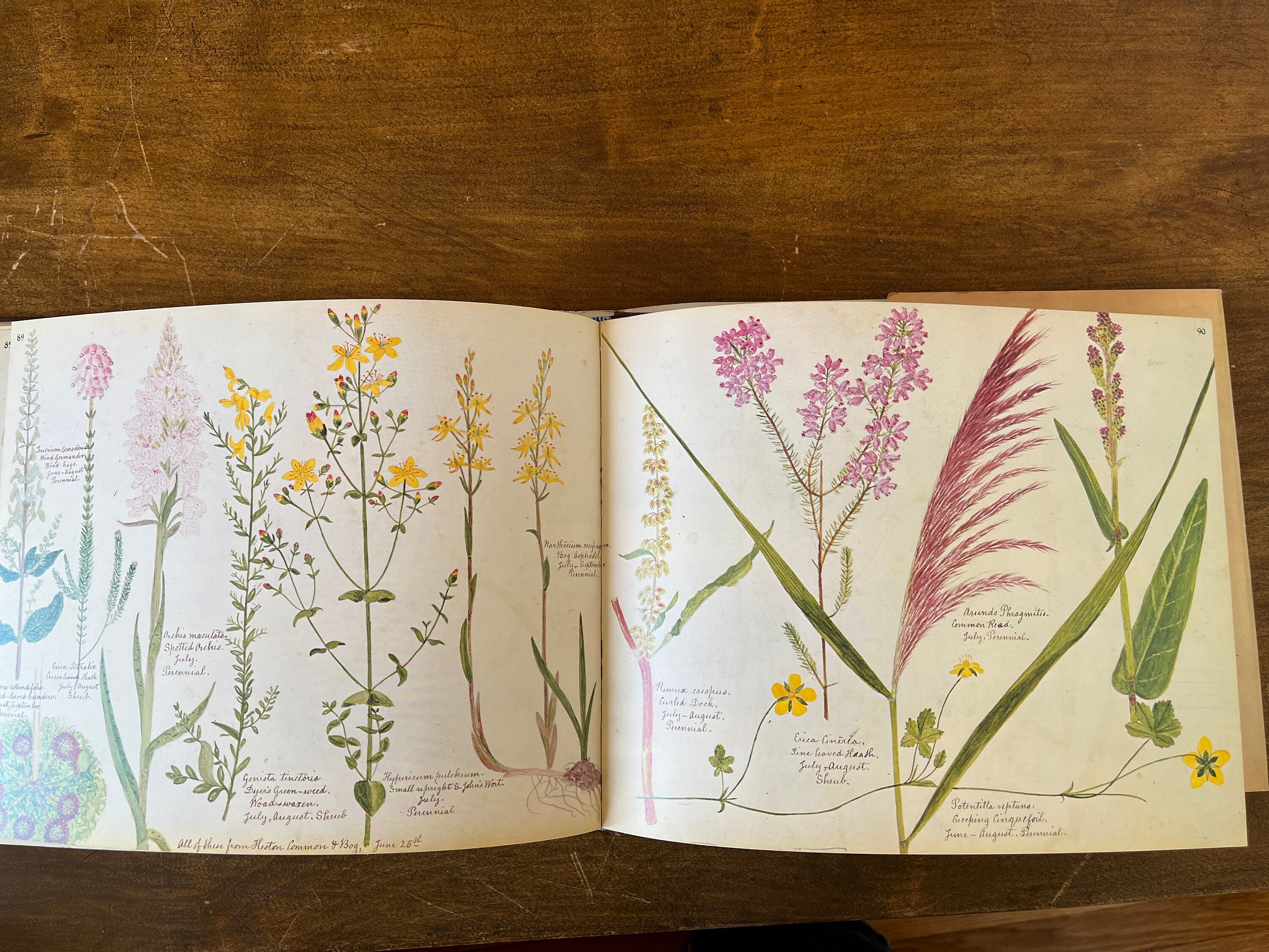 Victorian Flower Album by Henry Terry FIRST EDITION Book Published in ...