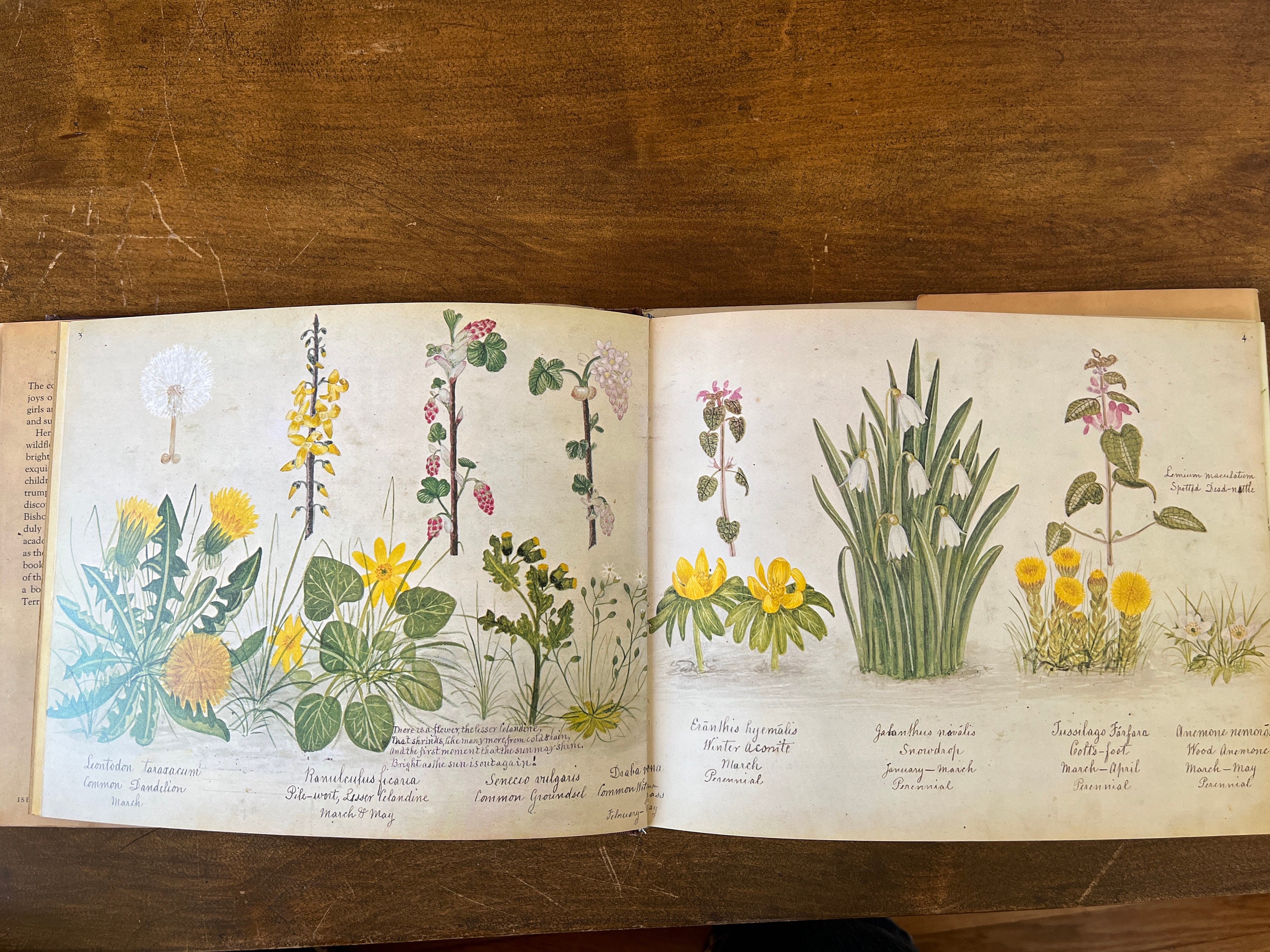 Victorian Flower Album by Henry Terry FIRST EDITION Book Published in ...